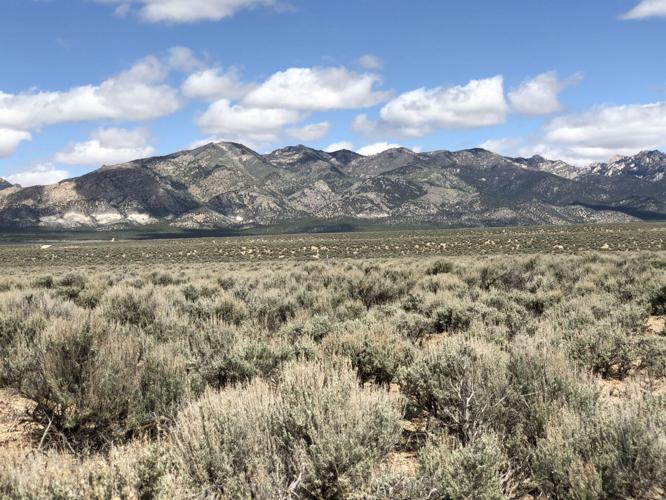 Pygmy rabbits in peril? Conservationists seek protections for this ...