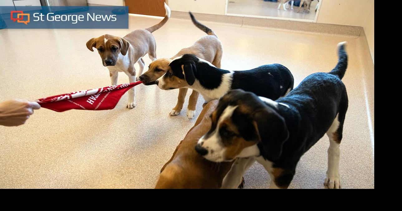 Best Friends Animal Society awards Navajo tribe members SUU animal ...