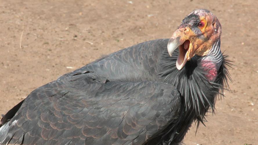 20 California condors found dead amid Arizona bird flu outbreak | Local ...