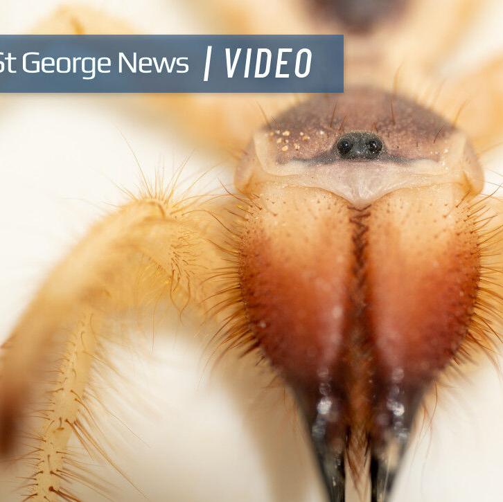 camel spider size chart