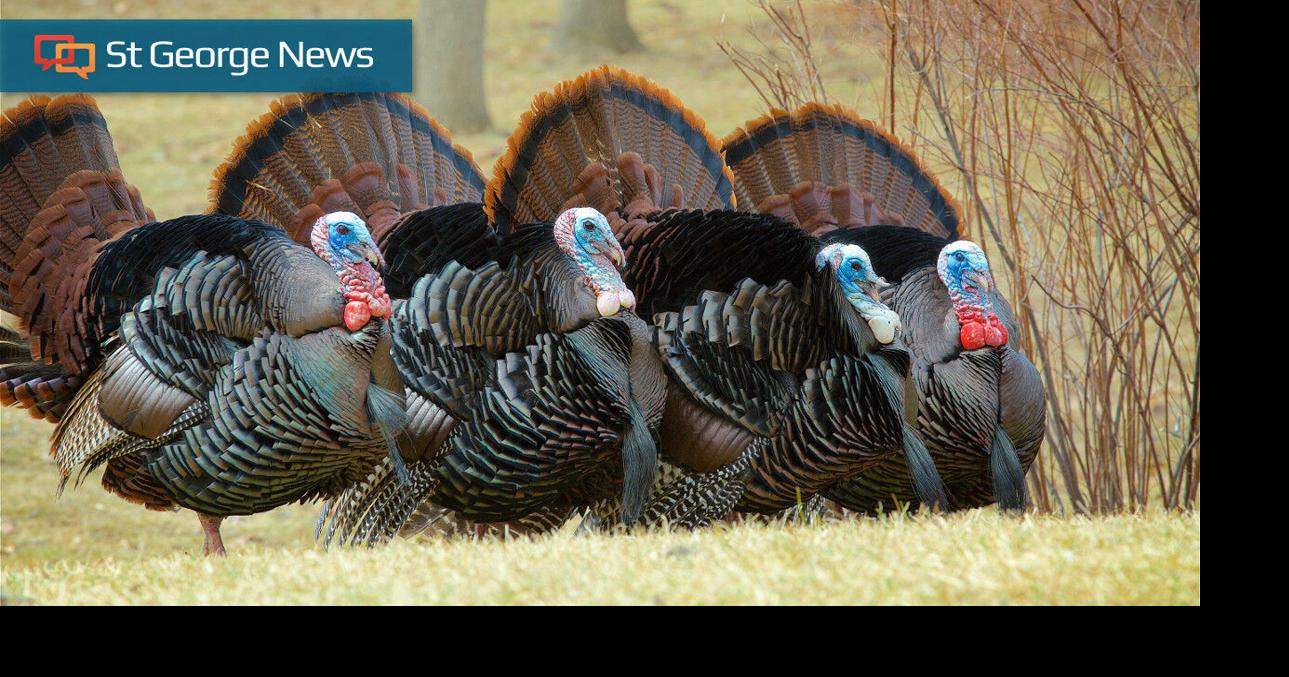 Not just for dinner: Thanksgiving season an ideal time to view wild ...