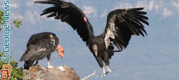 First Utah condor chick born at Zion National Park, specialists believe ...