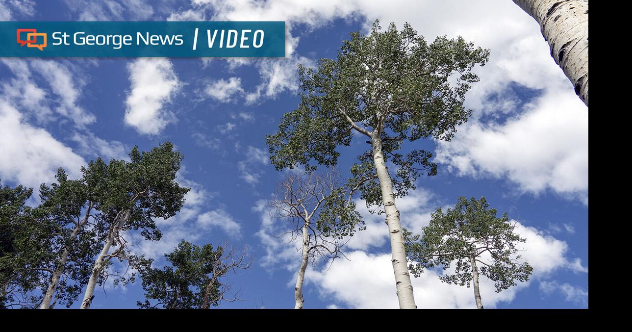 Pando’s voice: Unveiling the acoustic wonders of Southern Utah’s most ...