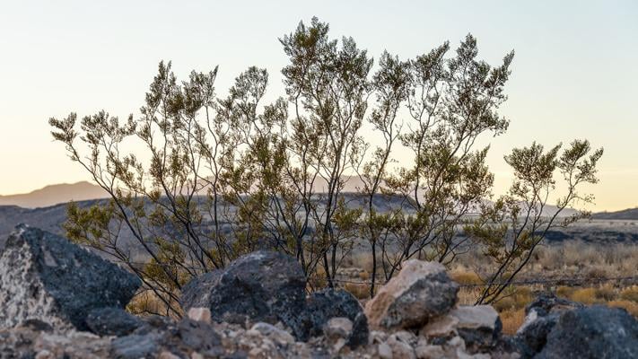 Forest bathing? Discover the health benefits of Southern Utah's native ...