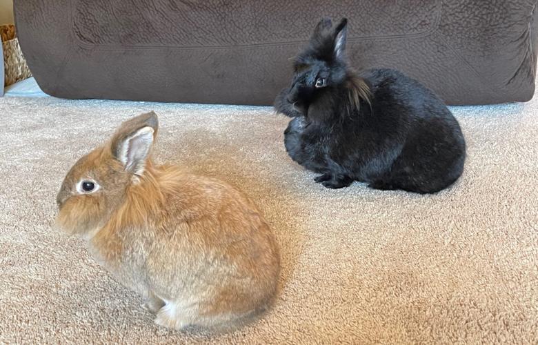 Bunny business: The dos and don’ts of owning a rabbit | Home and Garden ...