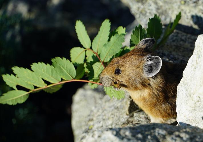 A pika sees its shadow at Cedar Breaks National Monument, snow keeps ...
