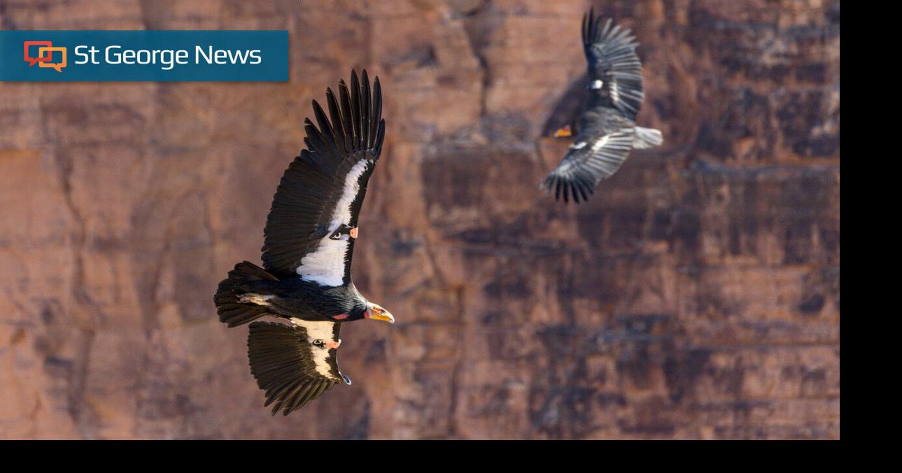 ‘Hunters Helping Condors’ program celebrates 10th anniversary in Utah ...