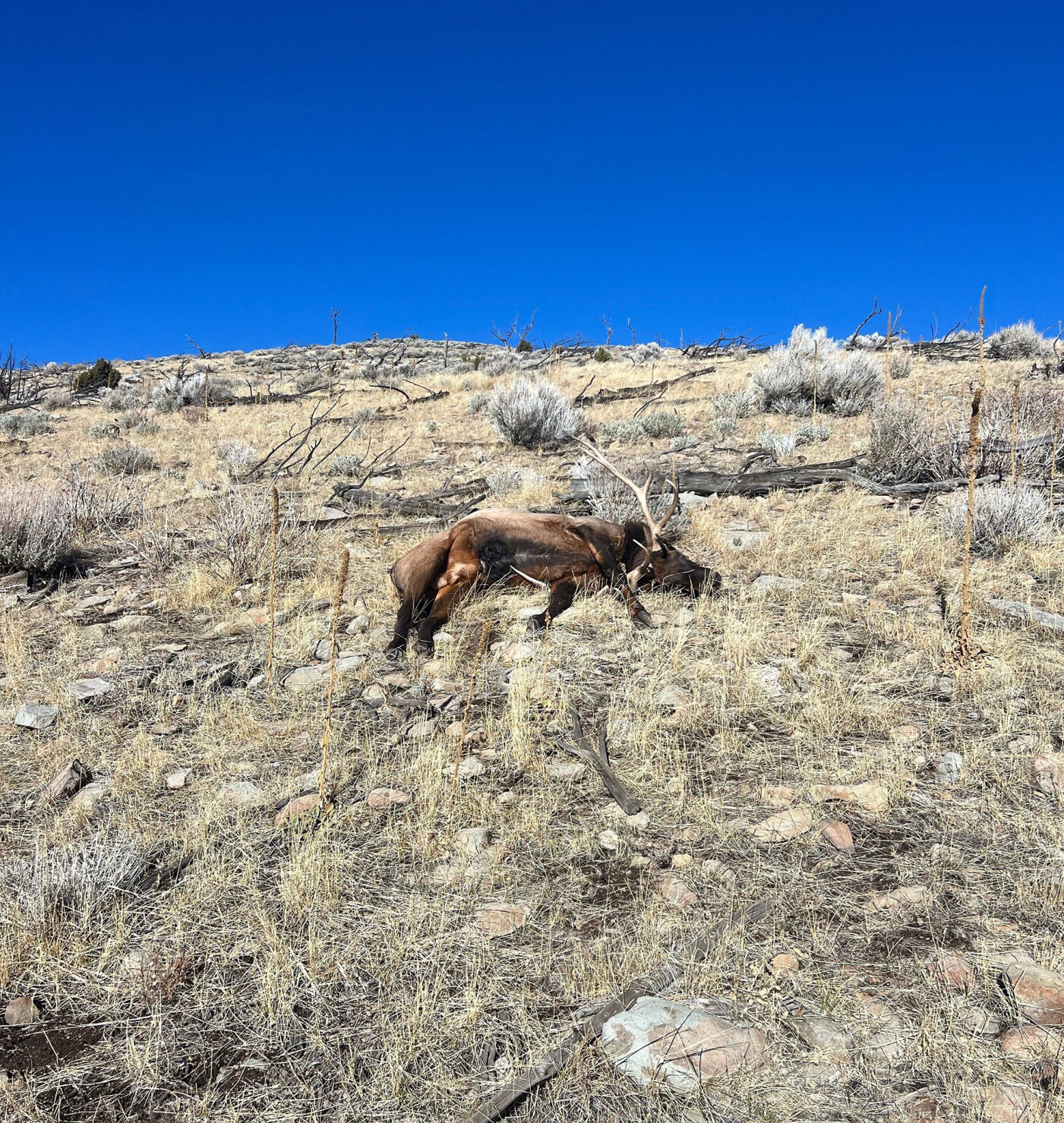 Nevada game wardens scout help on pair of elk poachings near Southern ...