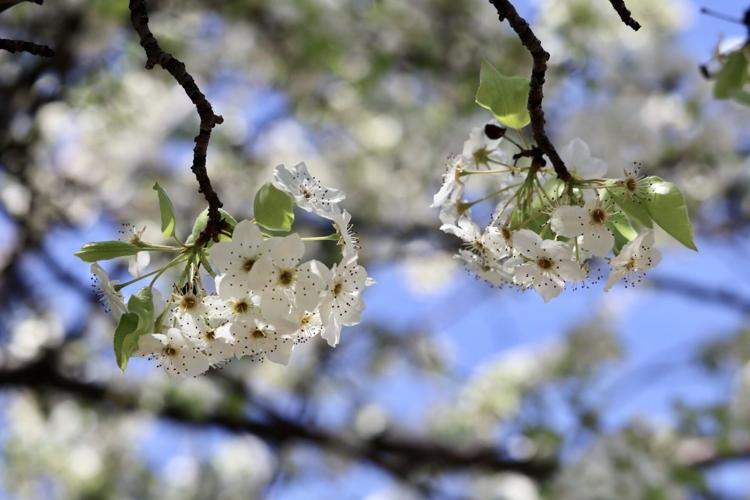 After the cold and rain, spring has officially sprung in Southern Utah ...