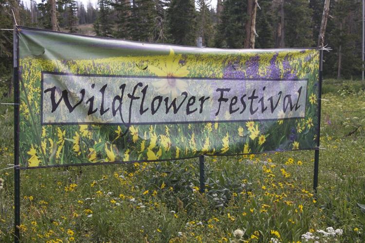 Dixie’s cool, colorful escape: Wildflower Festival Cedar Breaks ...
