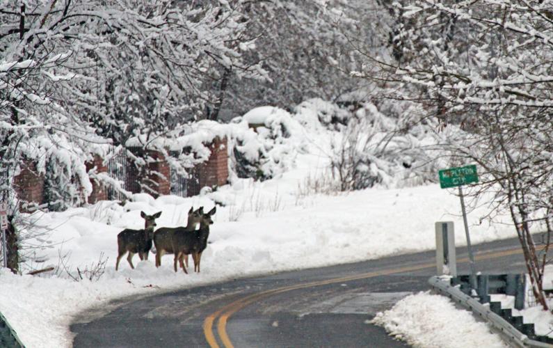 Utah pitches in to help with wildlife migration | Local News ...