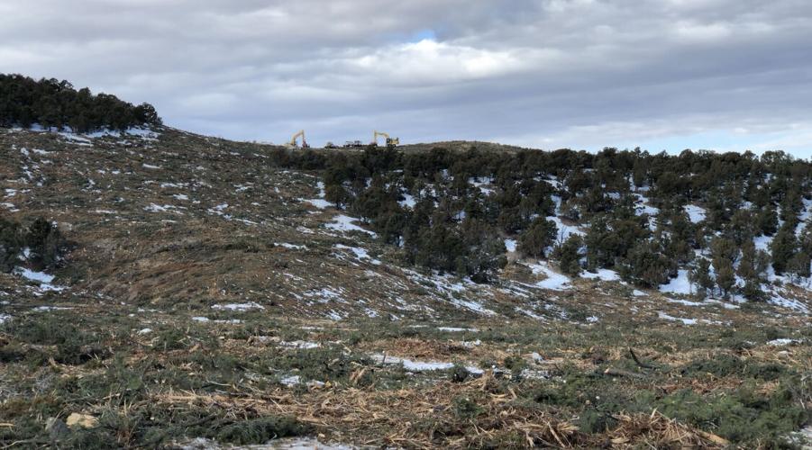DWR mulching thousands of trees to ensure sustainability of native ...