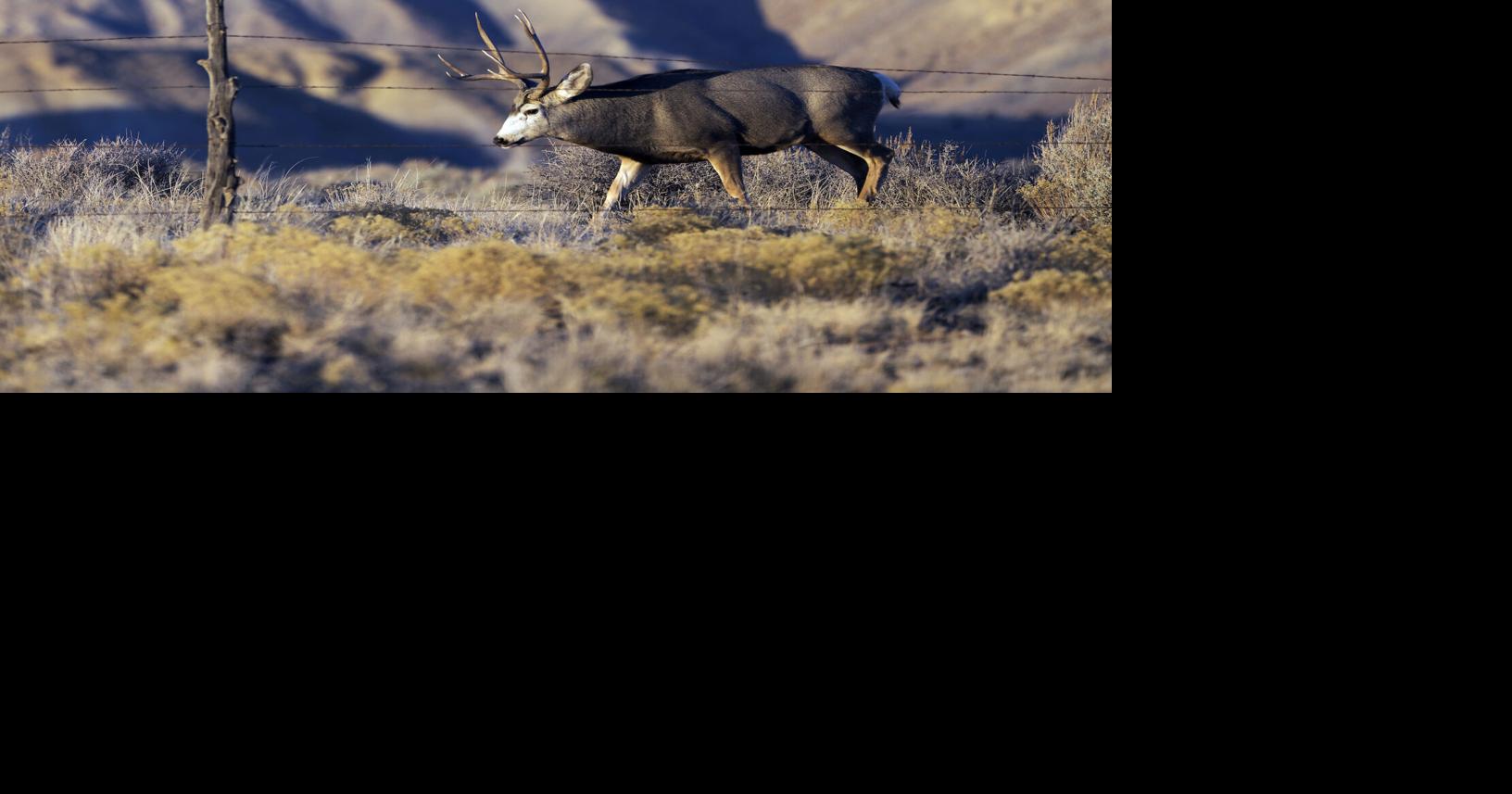 Record $6.6M raised for Utah wildlife, habitat restoration with ...