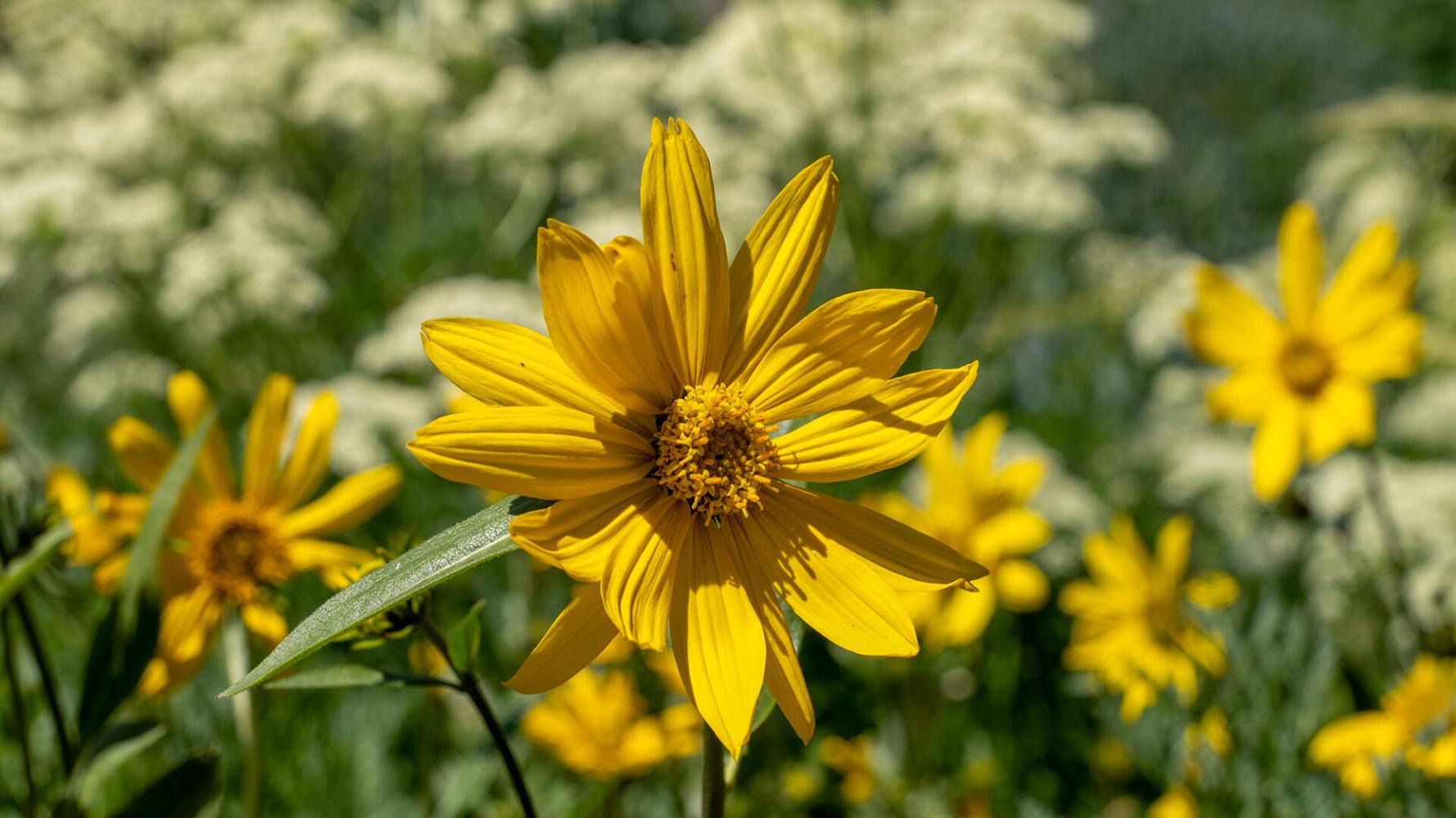 Photo gallery: Cedar Breaks Wildflower Festival marks 20 years of ...