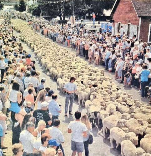 Much Ado about Mutton: Reed Point celebrates 36 years of the Sheep ...