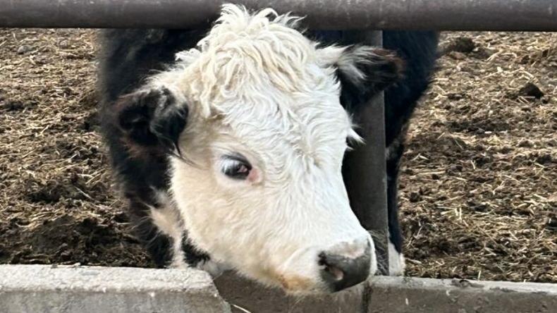 'No Bull': An inside look at Midland Bull Test | News ...