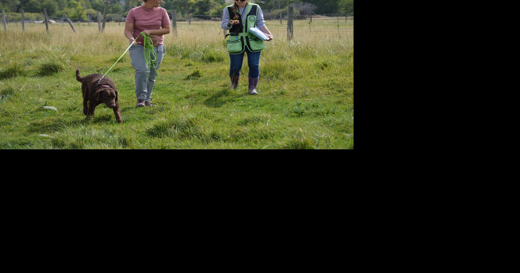 Strengthening Bonds: How dog trials enhance the owner-dog relationship ...