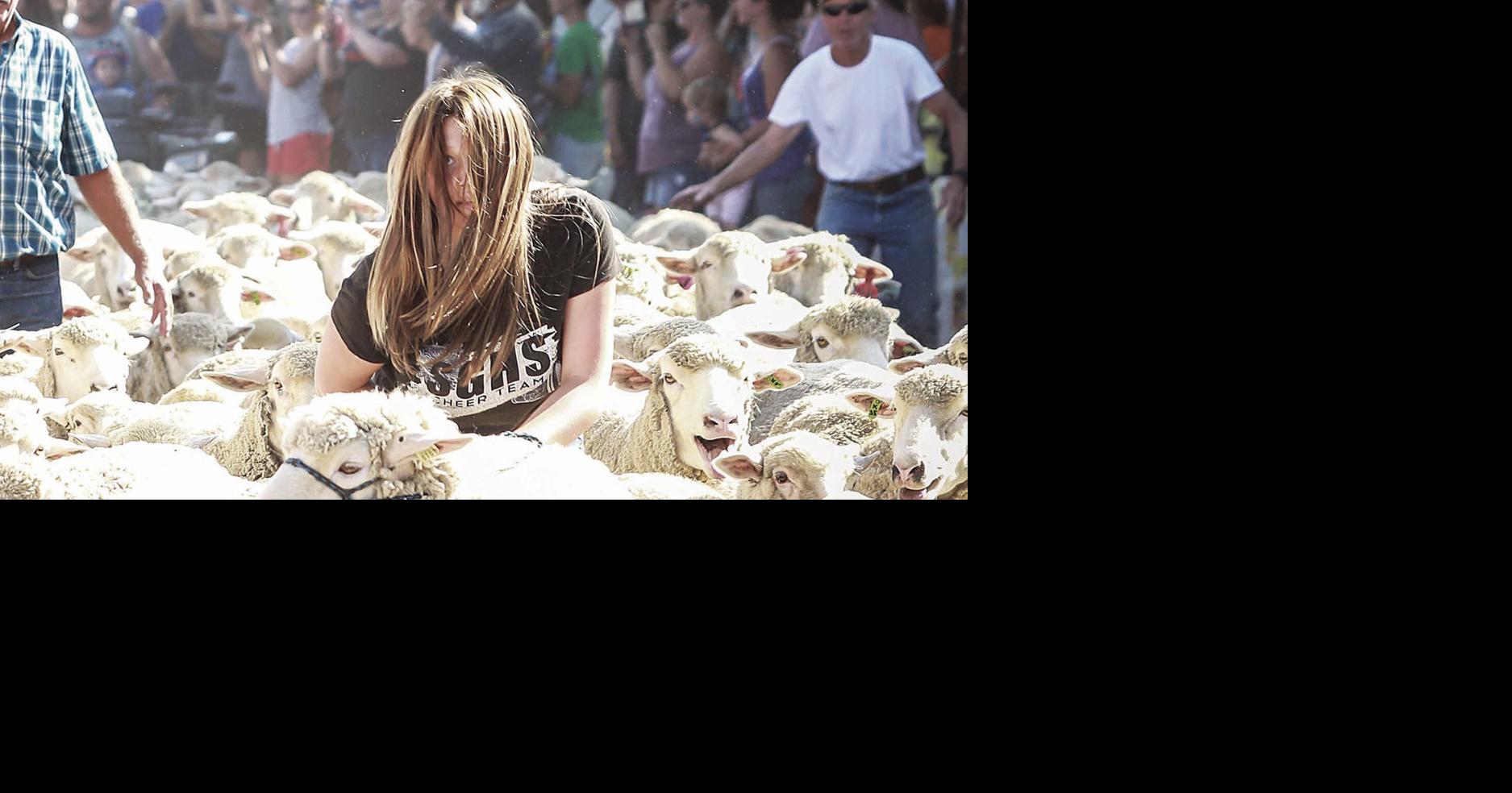 Get wild and wooly at Reed Point's 35th annual sheep drive | Local ...