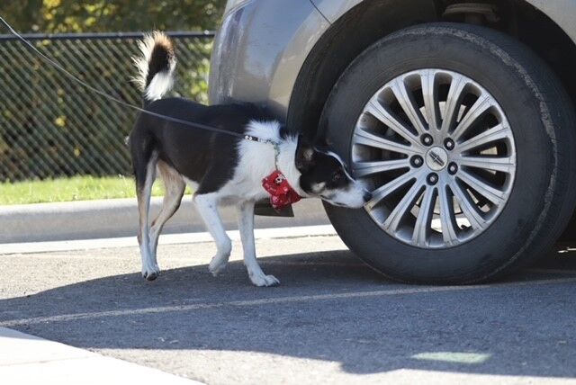Canine Scent Work training gaining momentum in Stillwater County ...