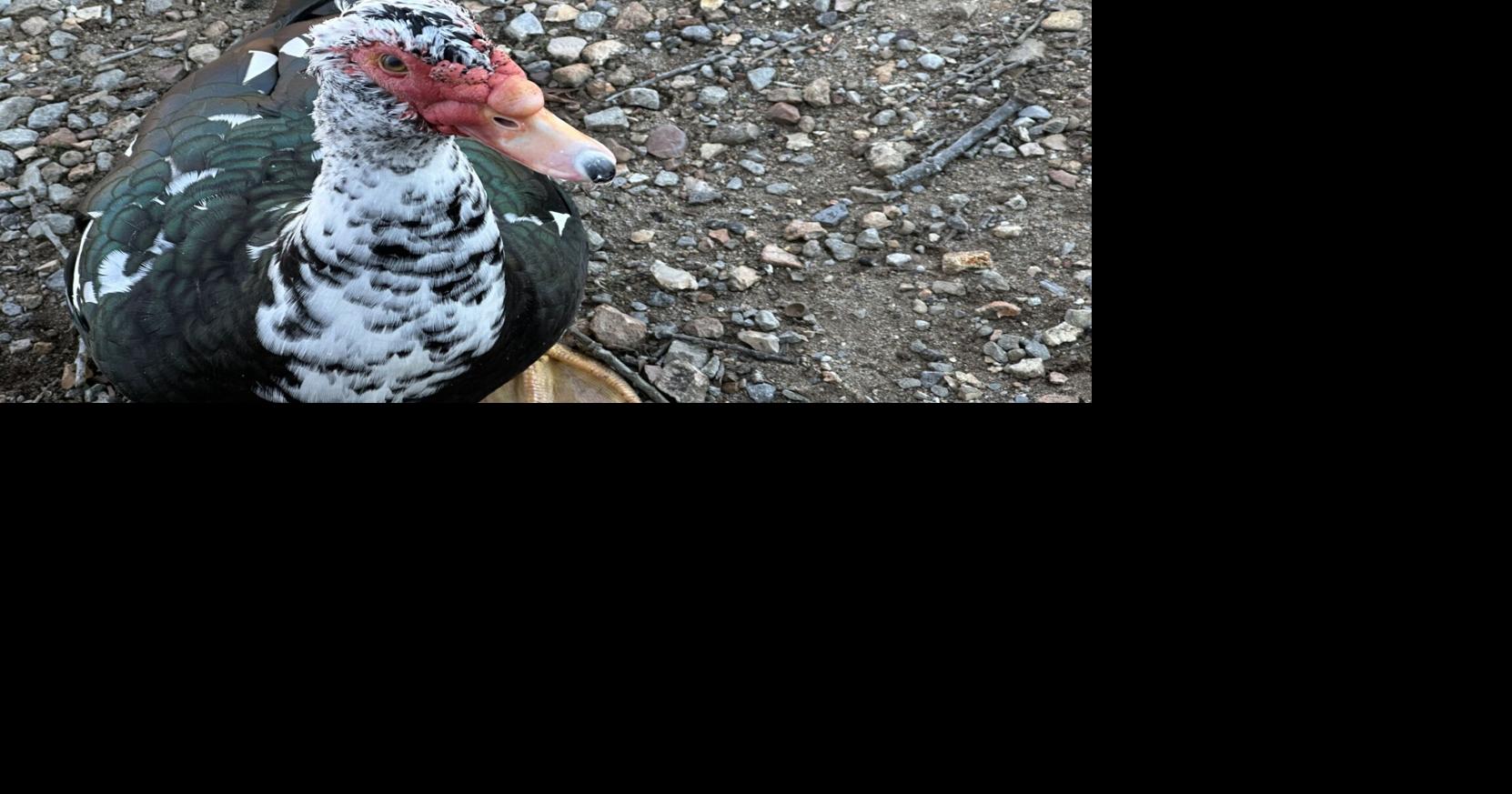 Friendly fowl: Adair Park wildlife pose dilemmas for officials ...