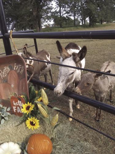 Donkeys, other elements give personality to displays | Community ...