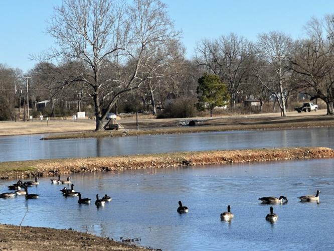 Friendly fowl: Adair Park wildlife pose dilemmas for officials ...