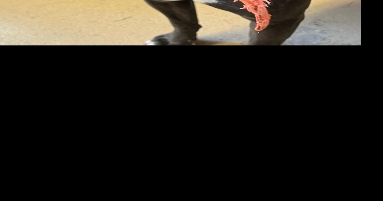 Pet of the Week: Chado | Local News | stonecountyenterprise.com