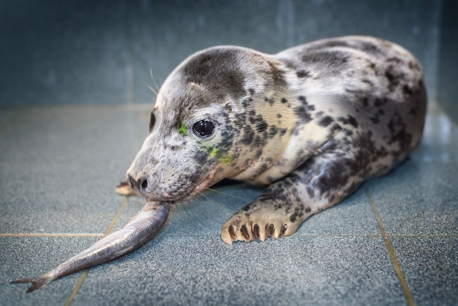 Orphaned seals found abandoned on New Jersey beach rescued | National | stonecountyenterprise.com