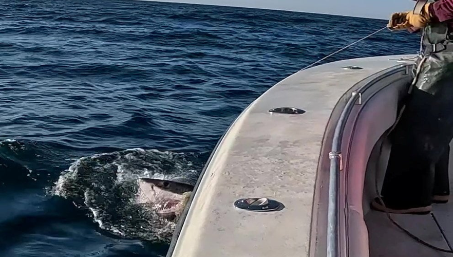 Massive 8-foot great white shark spotted near South Carolina coast ...