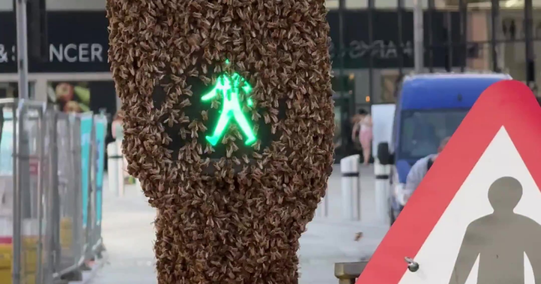 Giant swarm of bees cover pedestrian crossing at train station ...