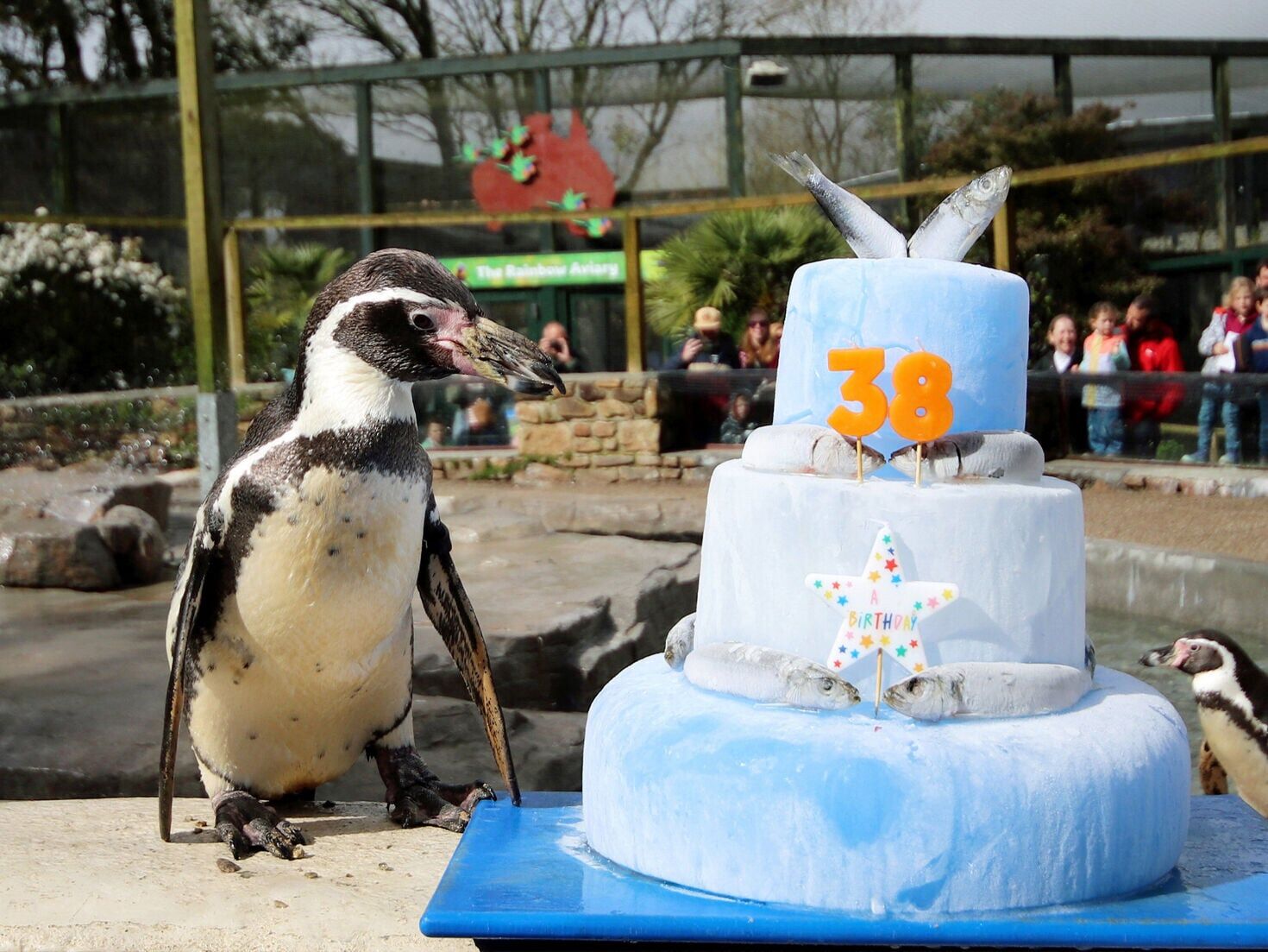 ‘World’s oldest penguin’ celebrates 38 with fish-topped cake | National ...