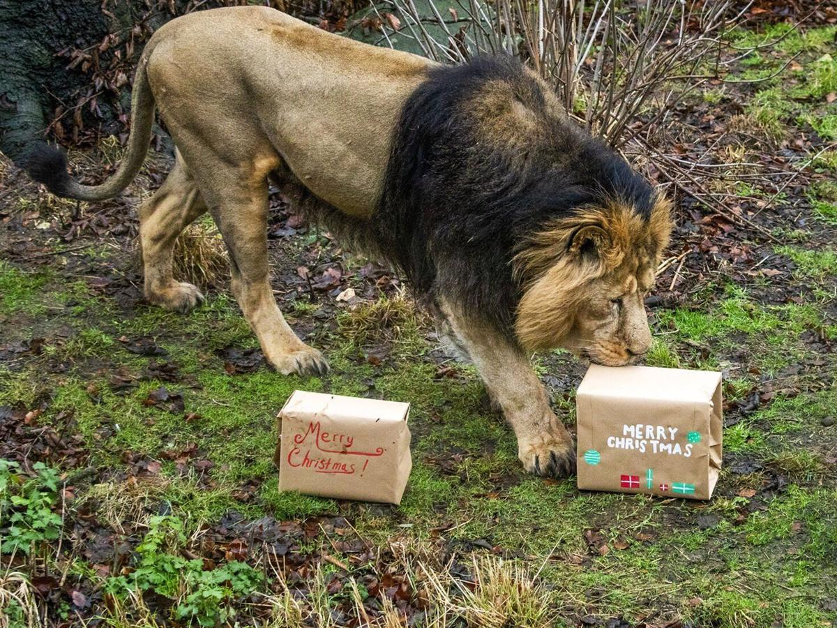 Lion spotted enjoying Christmas gifts | National ...