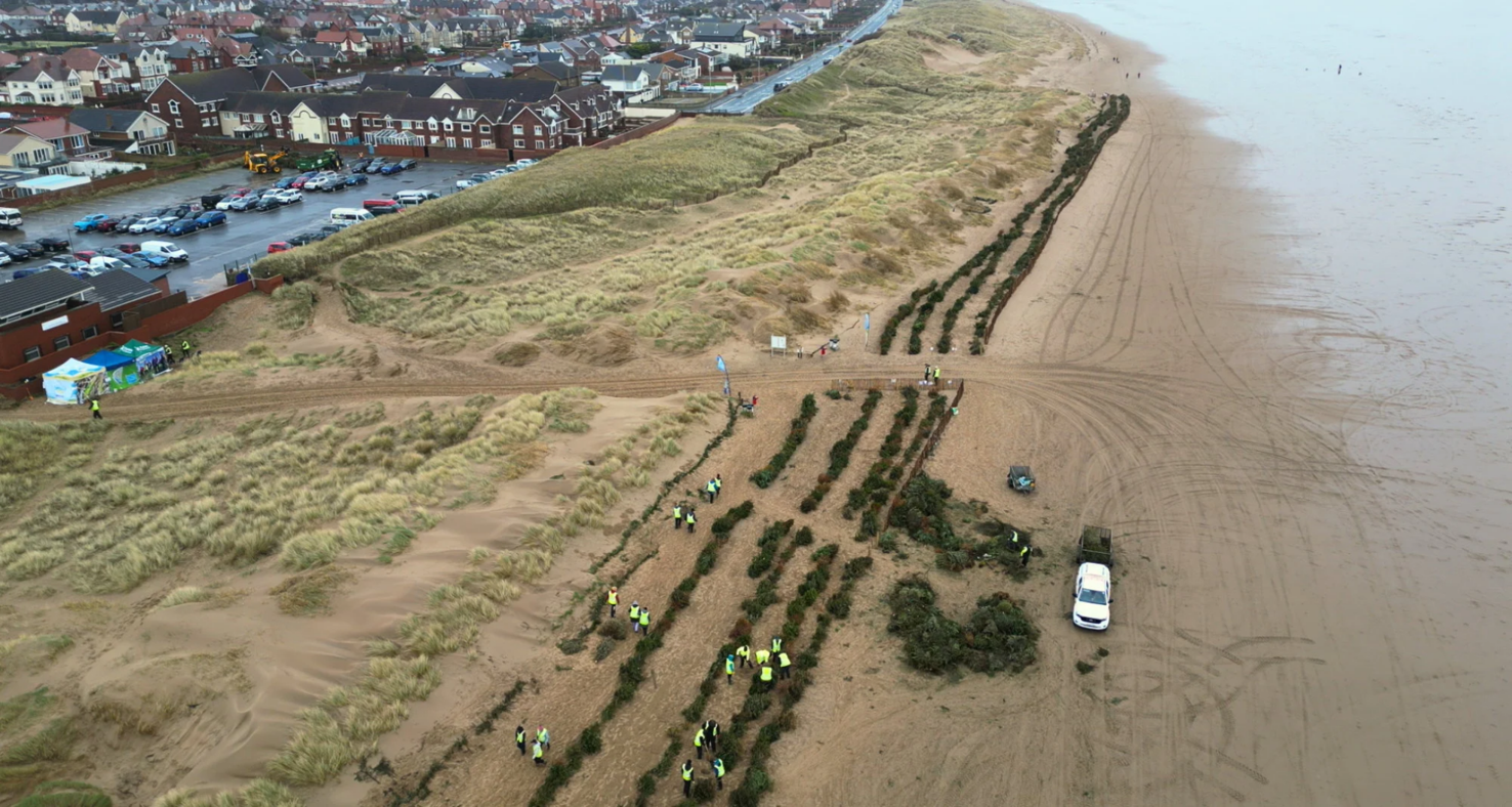 How old Christmas trees are helping to fight coastal erosion | National ...
