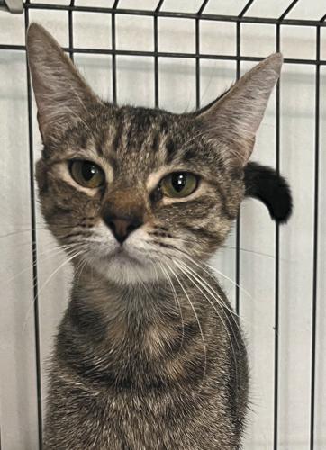 Pet of the Week: Chipotle | Local News | stonecountyenterprise.com