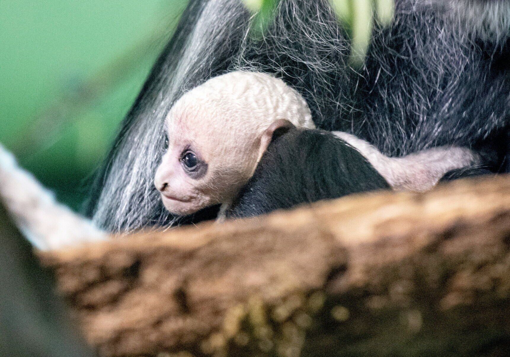 Extremely rare and endangered white monkey born at zoo | National ...