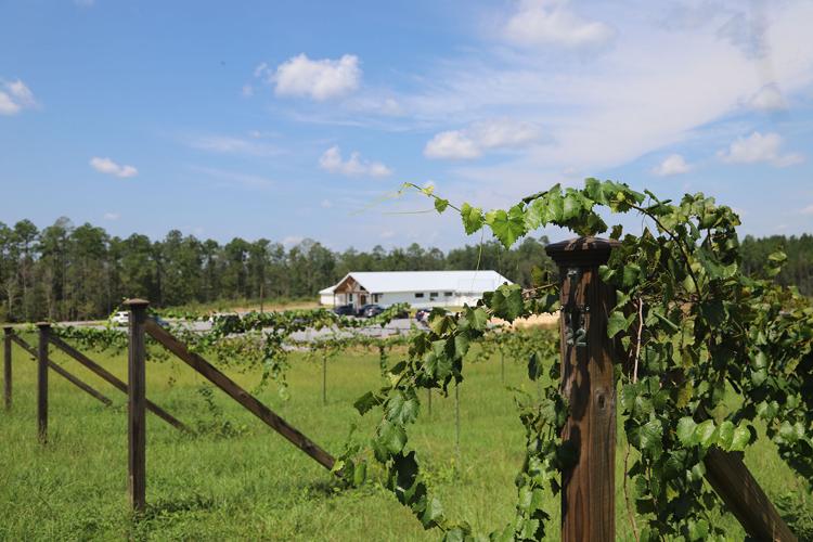 Deaux Run Opens Vineyard Gates | Multimedia | stonecountyenterprise.com