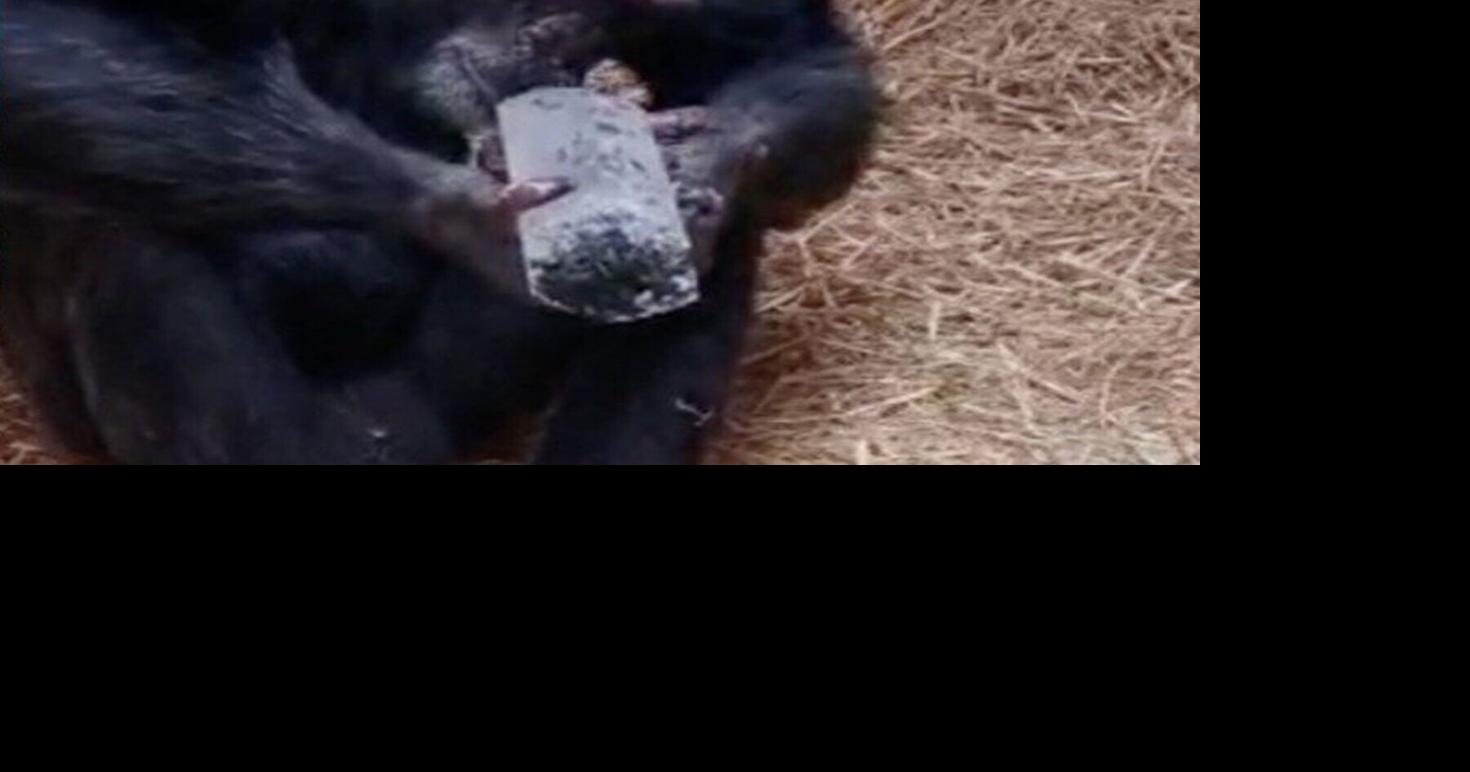 Chimp love for crystals may explain shiny stones’ allure to early ...