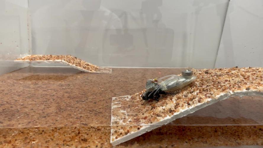 ‘Cyborg cockroaches’ get diving suits for rescue missions | National ...
