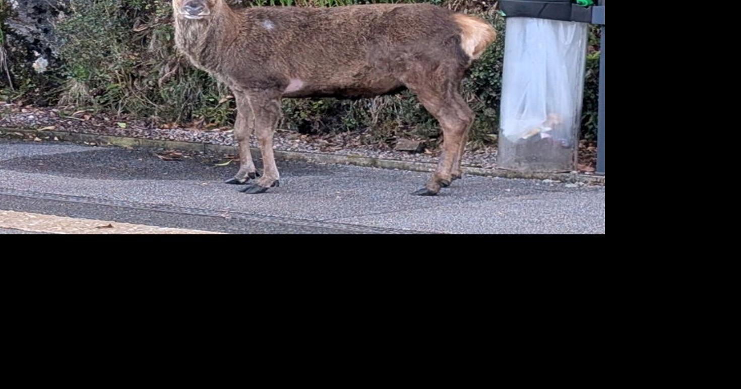 Deer snapped at train station made famous by Harry Potter | National ...