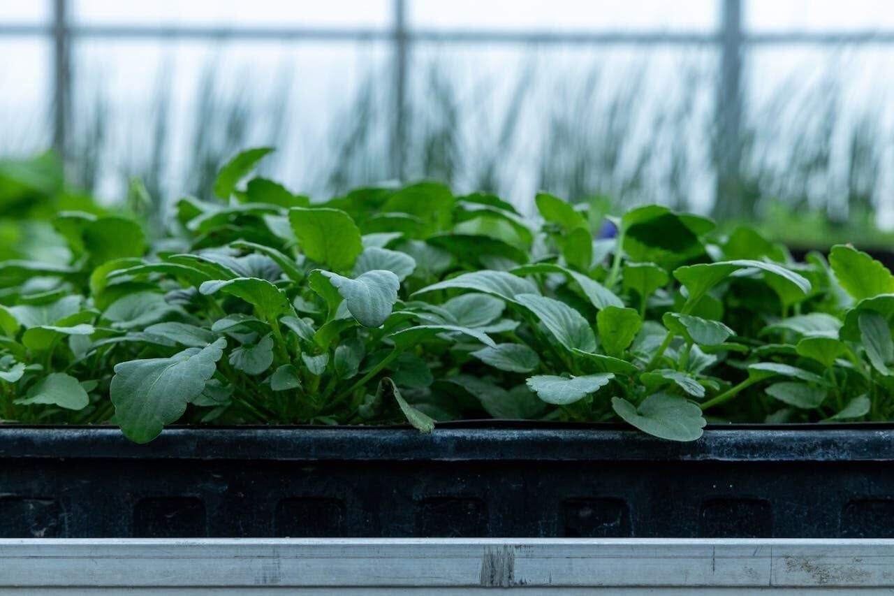 Plants ‘spy’ on their neighbors by sniffing out growth spurts ...
