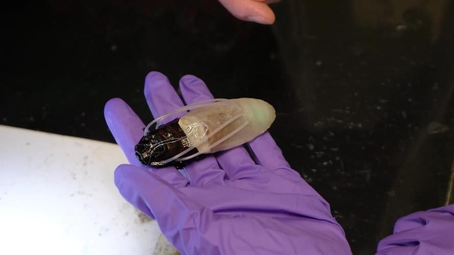 ‘Cyborg cockroaches’ get diving suits for rescue missions | National ...