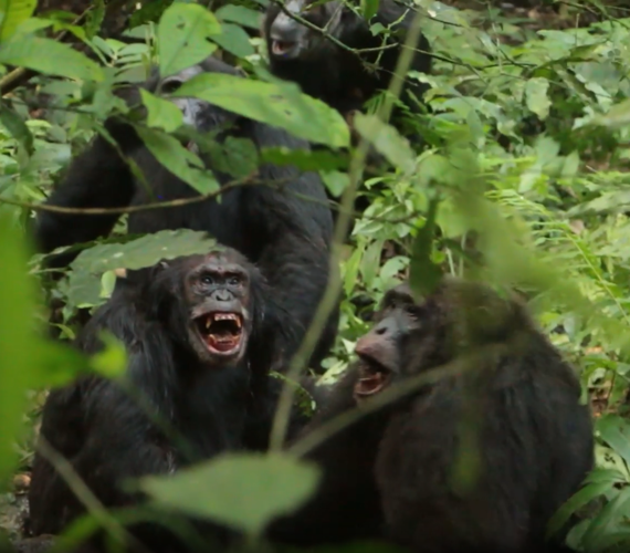 War of the planet of the apes? Chimp conflict causes ‘civil war ...