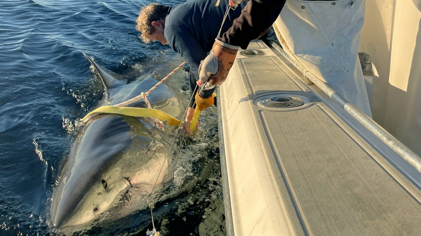 Largest great white shark in Atlantic returns to Florida coast ...