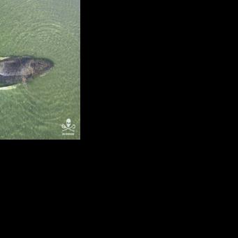 'Free Timmy!': Beached whale grips and divides Germany | National ...