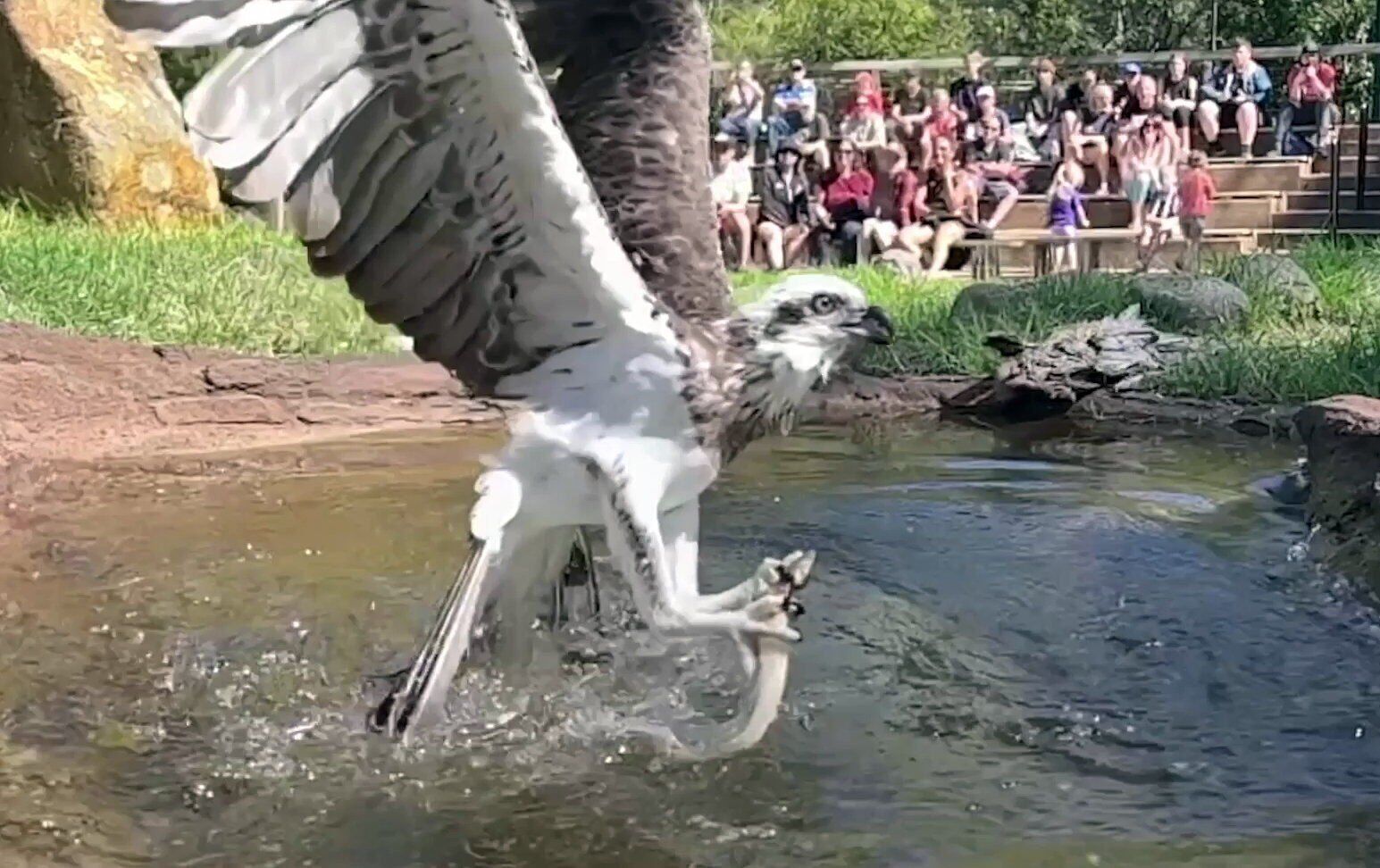 Osprey swoops gracefully after stint in raptor rehab | National ...