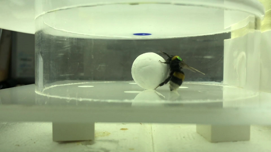 Scientists teach bumblebees how to ‘play football’ | National ...