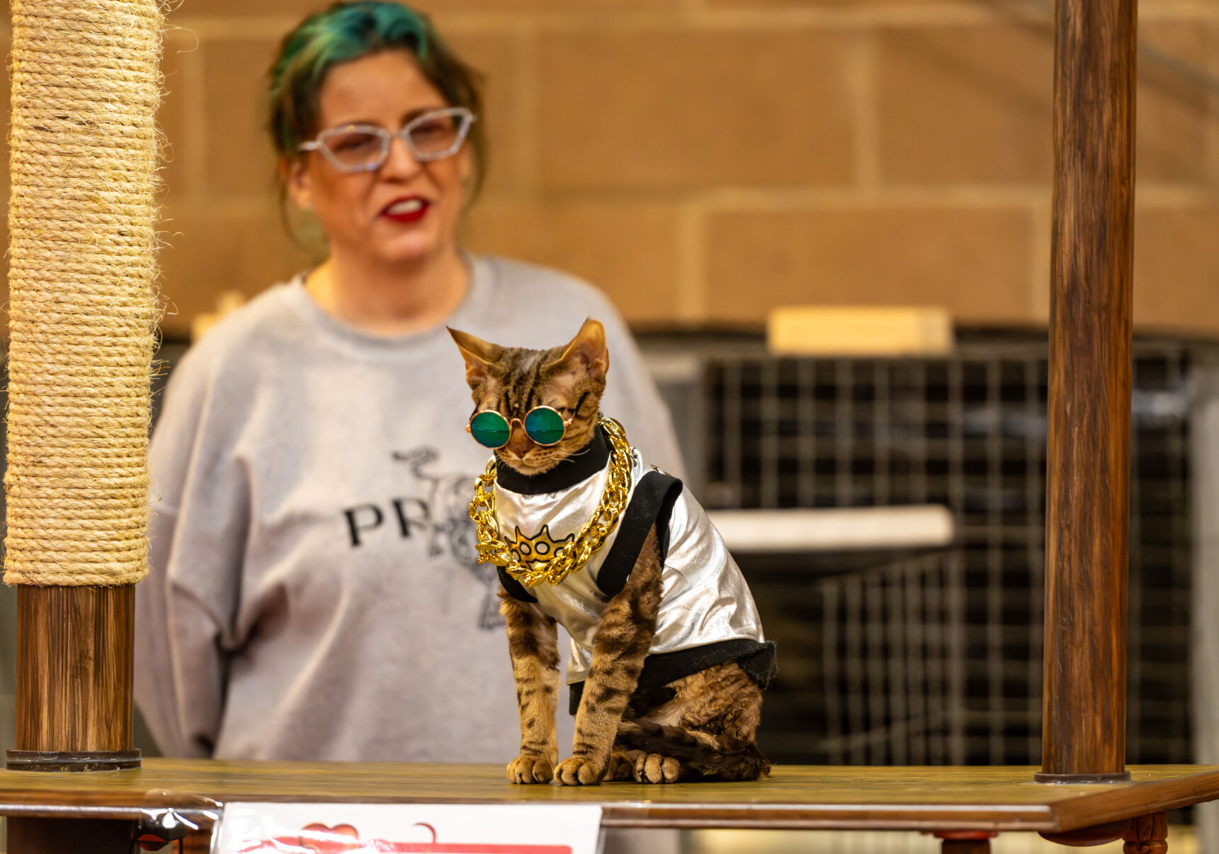 PHOTO GALLERY: Payne County Expo Center hosts International Cat ...