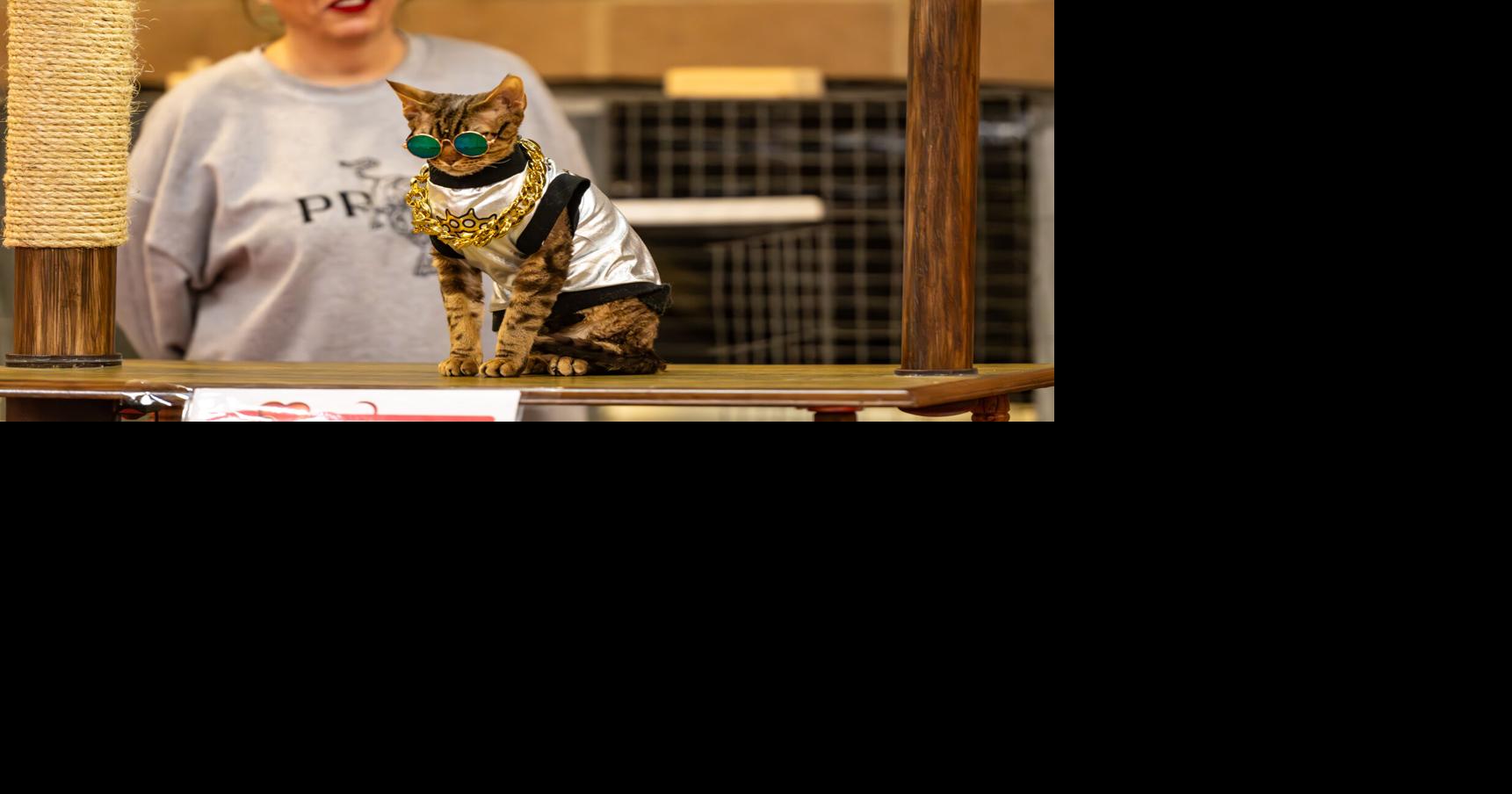 PHOTO GALLERY: Payne County Expo Center hosts International Cat ...
