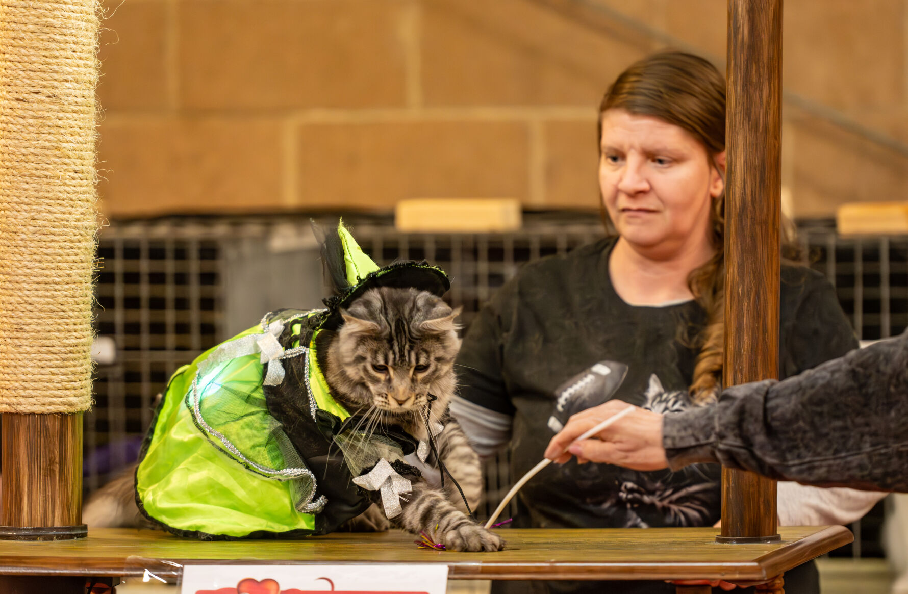 PHOTO GALLERY: Payne County Expo Center hosts International Cat ...
