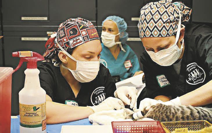 Operation Catnip prepares for spay/neuter clinic | News | stwnewspress.com